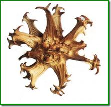 Las Plantas para la Salud: Harpagofito - Harpagophytum procumbens